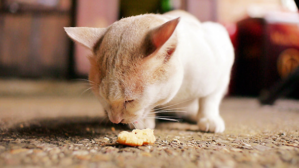 Cat Eating Cookie at Nan Riverside Art Gallery by LV4260 | VideoHive