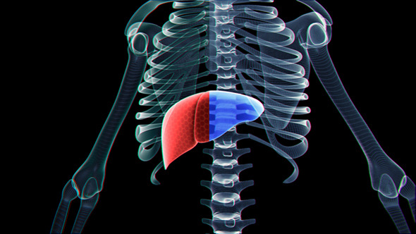Liver And Skeleton by Medical-graphics | VideoHive