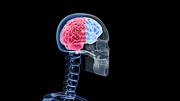 Brain And Skeleton 2 by Medical-graphics | VideoHive