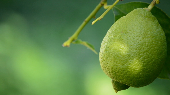 Lemon Hanging from a Branch of Tree by IANM35 | VideoHive