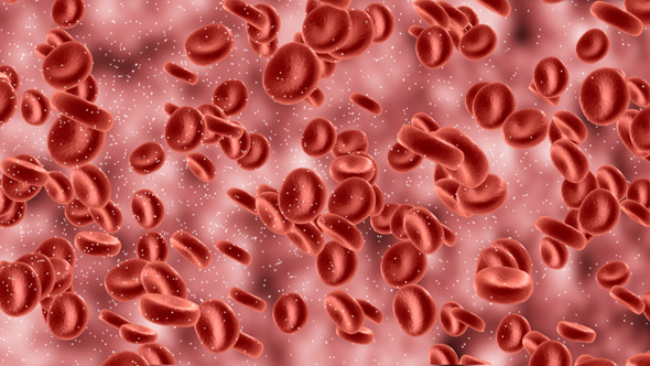 Red Blood Cells In Artery by UltraHDenis_new | VideoHive