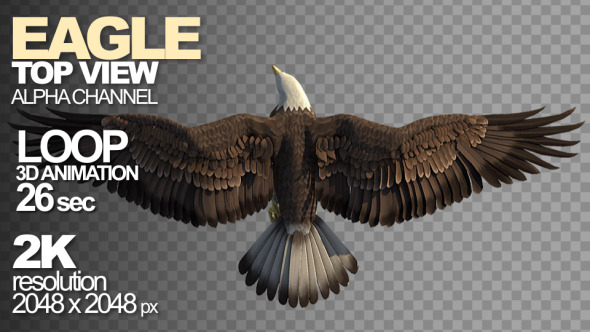 Eagle Loop Top View by CGLight | VideoHive