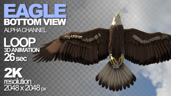 Eagle Bottom View by CGLight | VideoHive