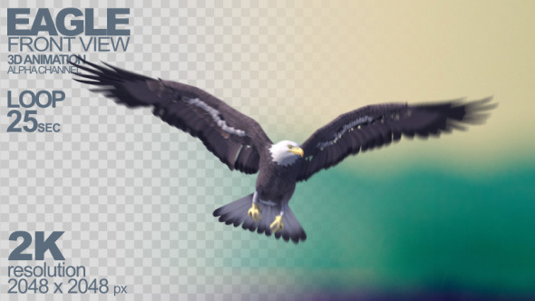 Eagle Flying At Camera by CGLight | VideoHive