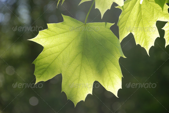 Plane tree - Stock Image - Everypixel