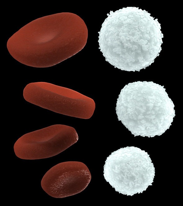Red and White Blood Cells, High and Low Poly by Red5Five | 3DOcean