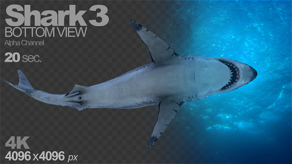 Shark 3 Bottom View by CGLight | VideoHive