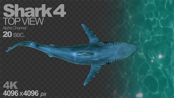 image of a sharks fin from above : HelpMeFind