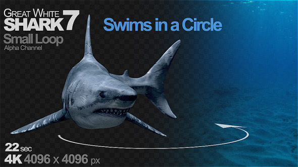 Shark 7 Swims in a Circle by CGLight | VideoHive