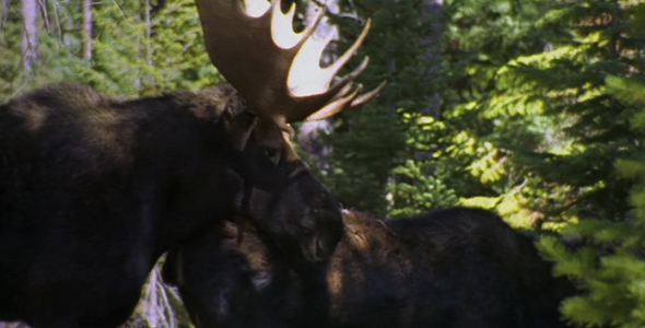 Moose Mating 2 by PeterRobertsMedia | VideoHive