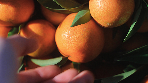Picking a Tangerine from a Tangerine Tree by freshak | VideoHive
