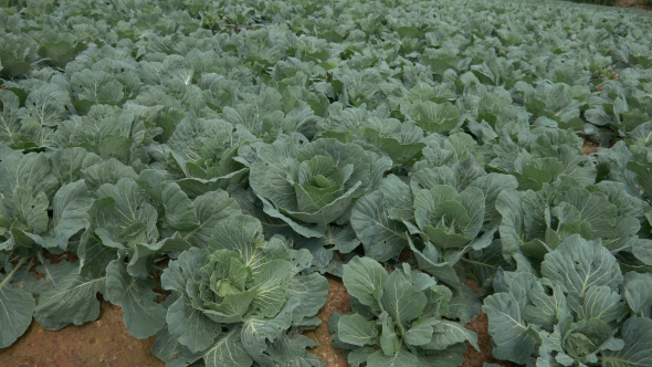 Cabbage Plant by pe4511261 | VideoHive
