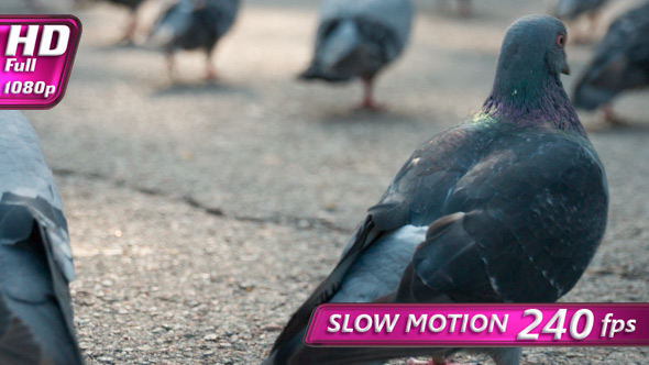 Luggage Among Pigeon Flocks by Saracin | VideoHive