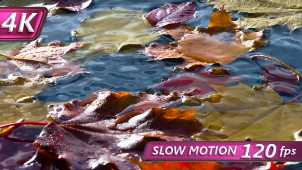 Bright Autumn Leaves In The Water by Saracin | VideoHive