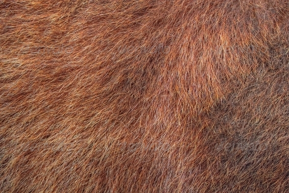 textured bear fur - Stock Image - Everypixel