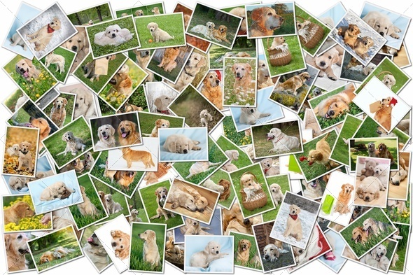 Dog collage - 101 pieces - Stock Image - Everypixel