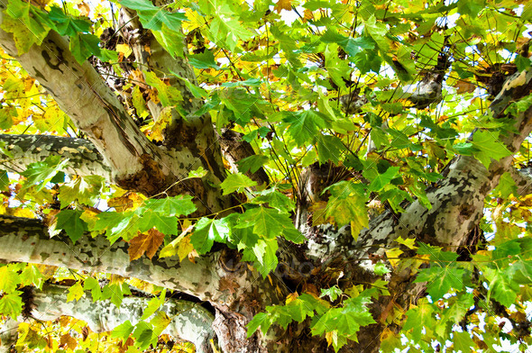 Plane tree in fall - Stock Image - Everypixel
