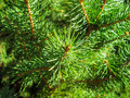 Photo of Close-up of pine twig | Free christmas images