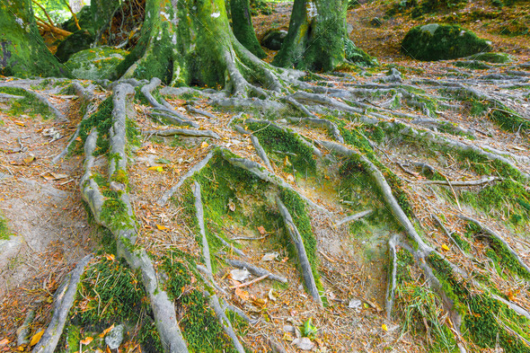 Root sytem of the Platanus × acerifolia - Stock Image - Everypixel