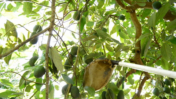 Picking Avocados with Pole by IANM35 | VideoHive